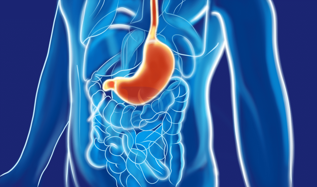 H. Pylori Treatments For Optimal Digestive Health- The GI Docs
